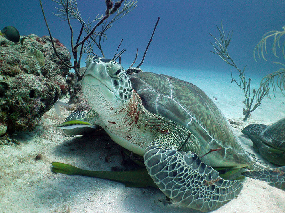 The Impressive Marine Life of the Riviera Maya - Blue Experience Diving