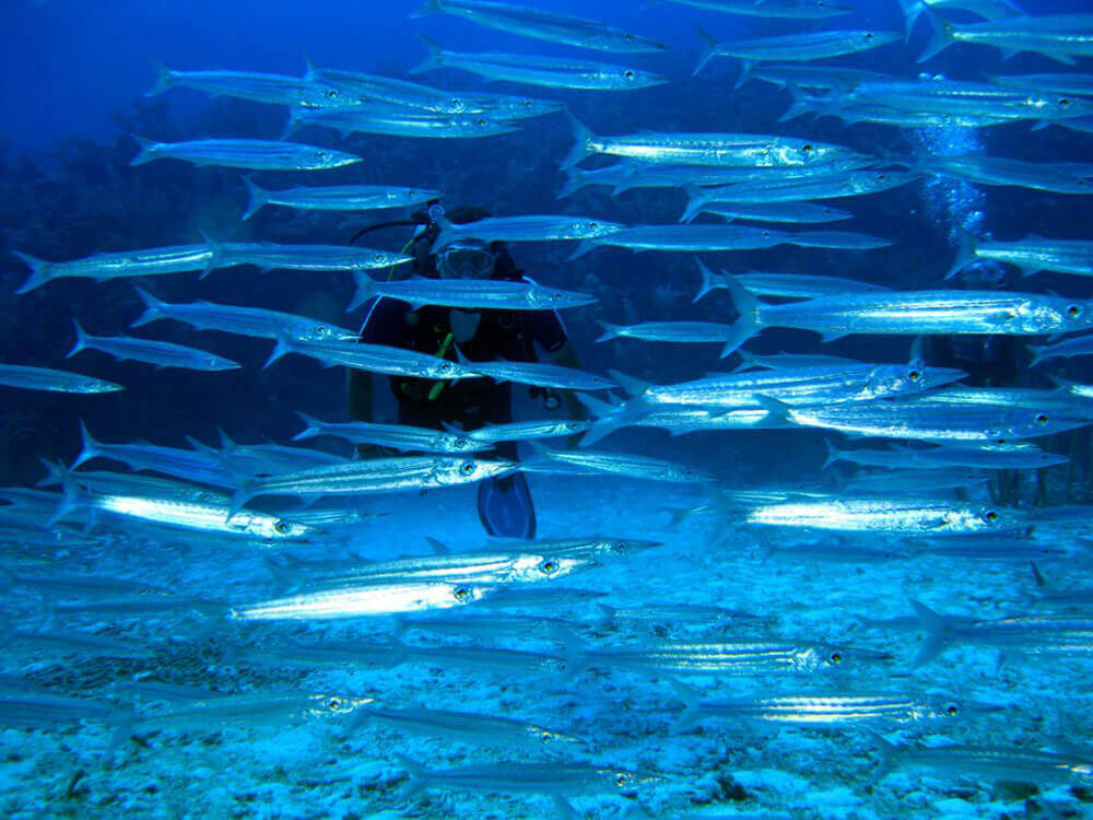 Ocean Diving - Blue Experience Diving