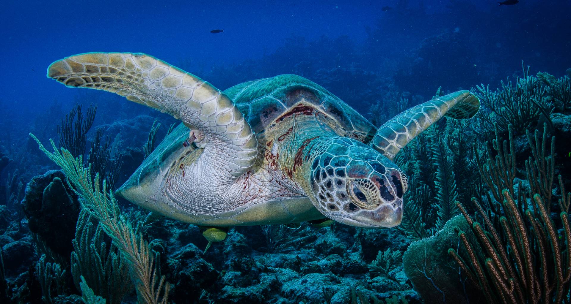 Ocean Diving - Blue Experience Diving